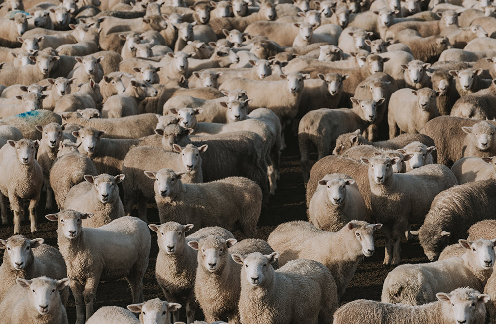 WATCH: CULT OF FREEDOM – THE NEW ZEALAND PART – Haydenshapes